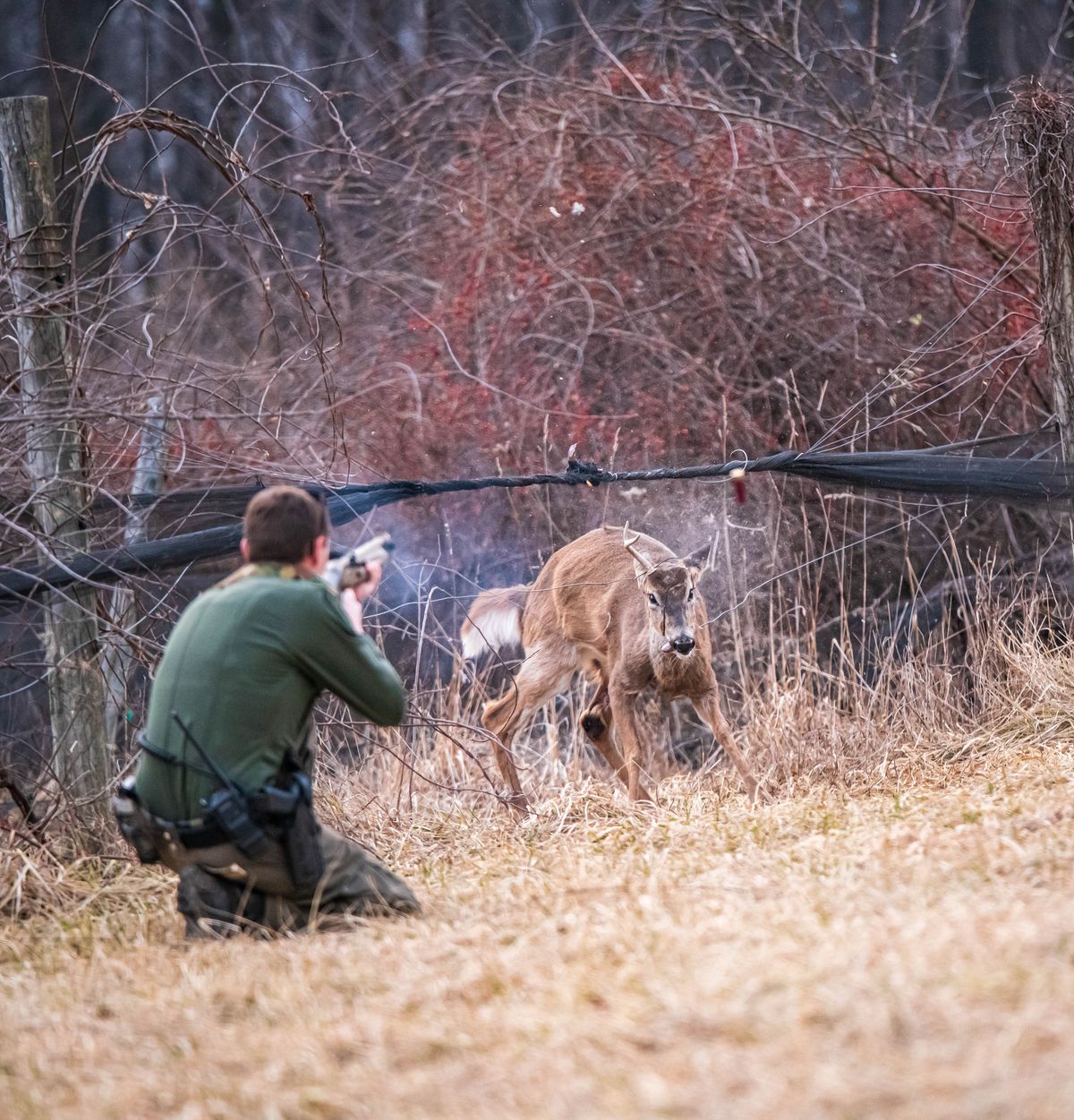 ‘Amazing shot!’ Deer stuck in net rescued by game warden's marksmanship