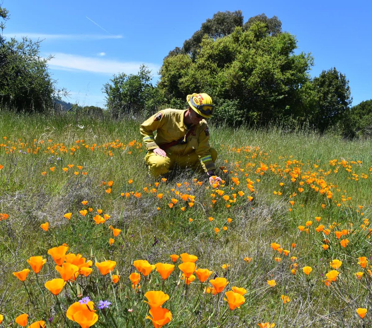 Photo of the Week: Calif. firefighters rescue flowers from invasive ...