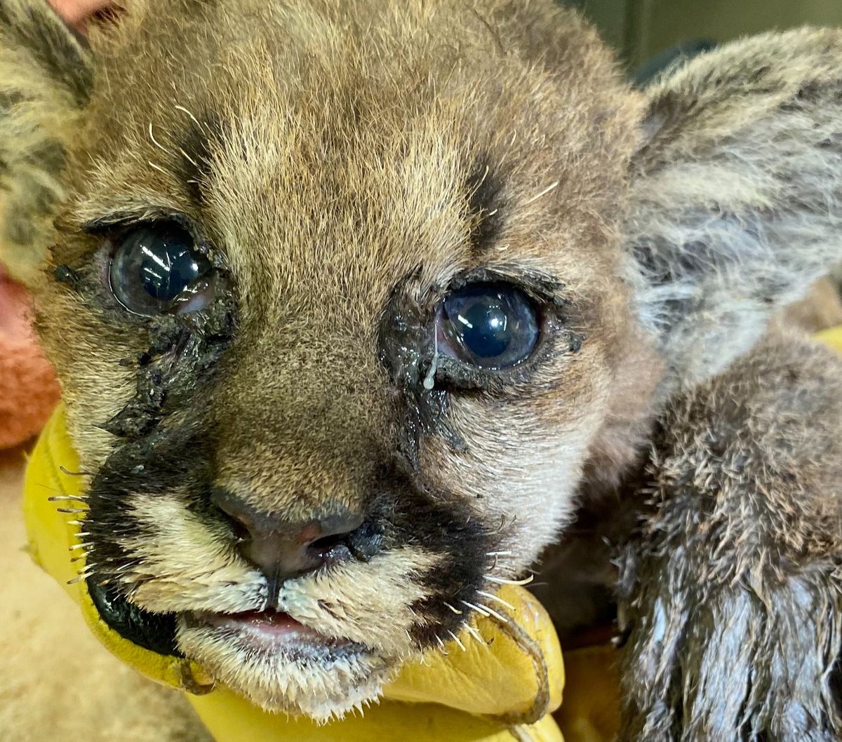 CAL FIRE FFs rescue mountain lion cub burned during wildfire