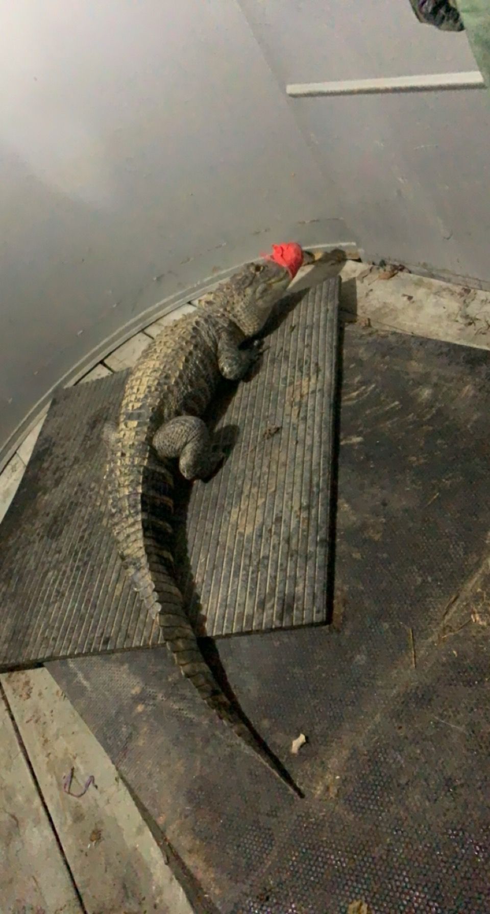 Va. FFs find 6-foot alligator in home during fire