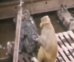 Video: Monkey gives first aid to electrocuted friend