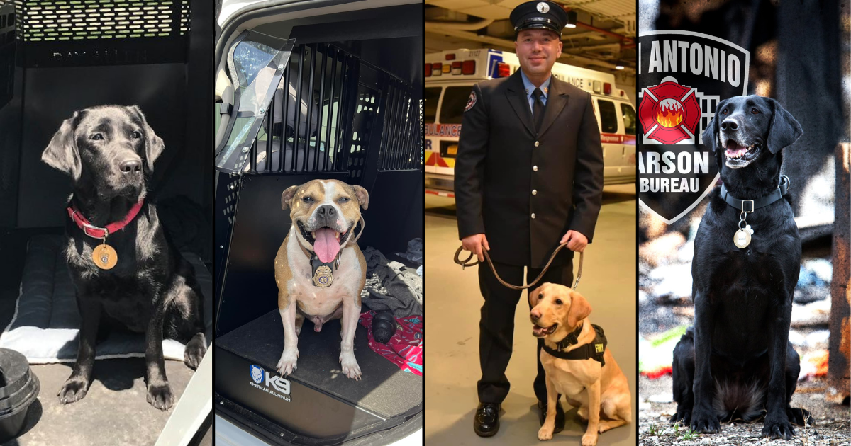 Arson dogs: 5 facts about accelerant-detection canines