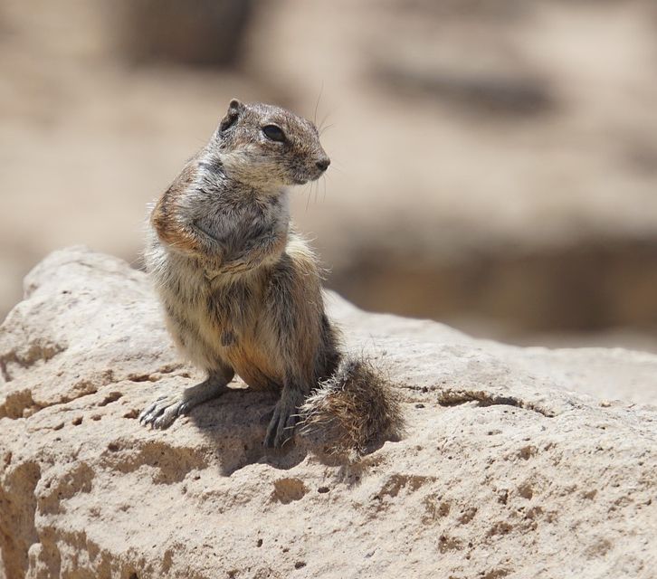 EMT uses his life savings skills for the first time on a chipmunk