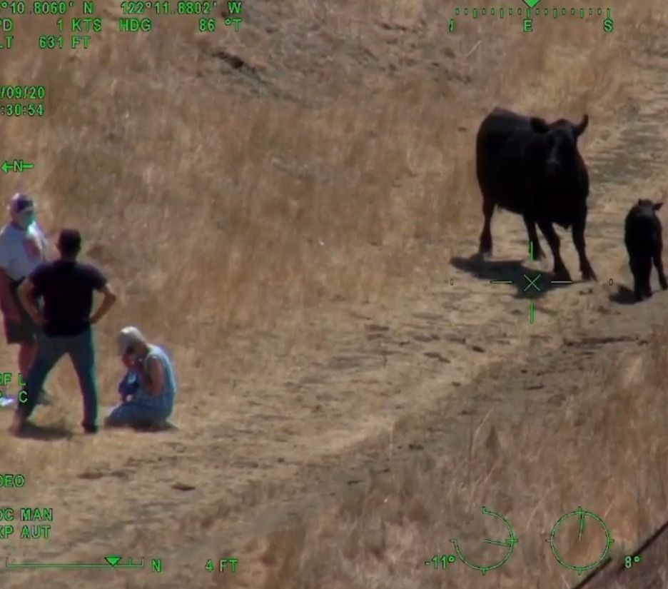 Video: Cow chase leads to helicopter rescue in California