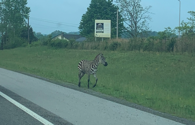 Police officers help capture loose zebra in Tennessee