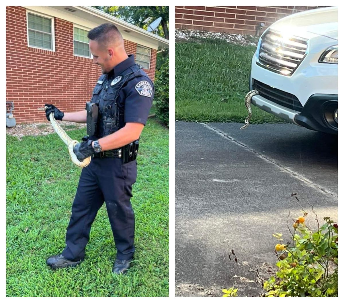 'Just add snake wrangler to our list of duties': Officer removes snake ...