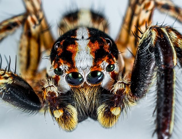 VIDEO: Main Street Bridge Covered In Thousands of Spiders